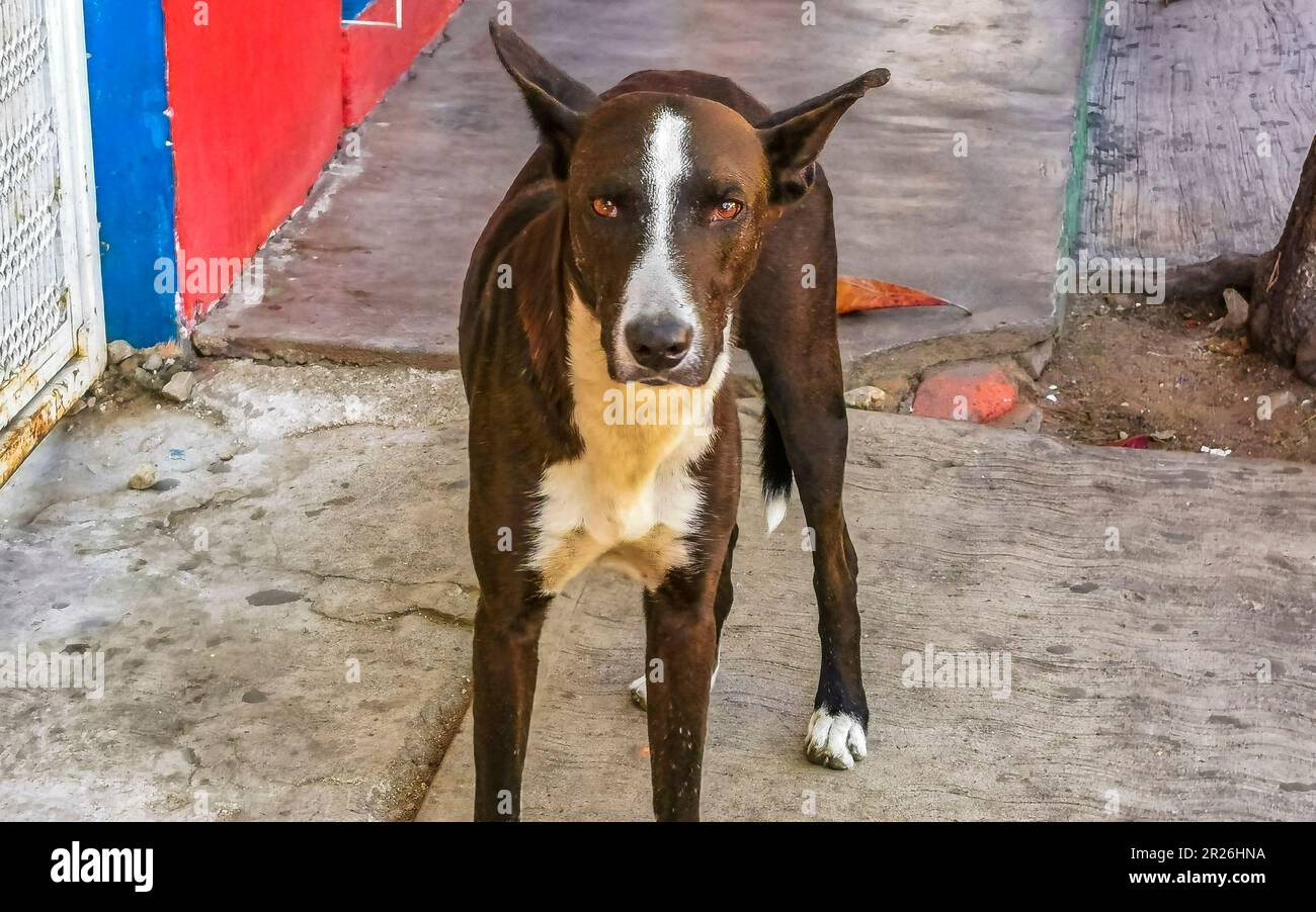 Beautiful and friendly looking stray dog stray dogs on the street on ...