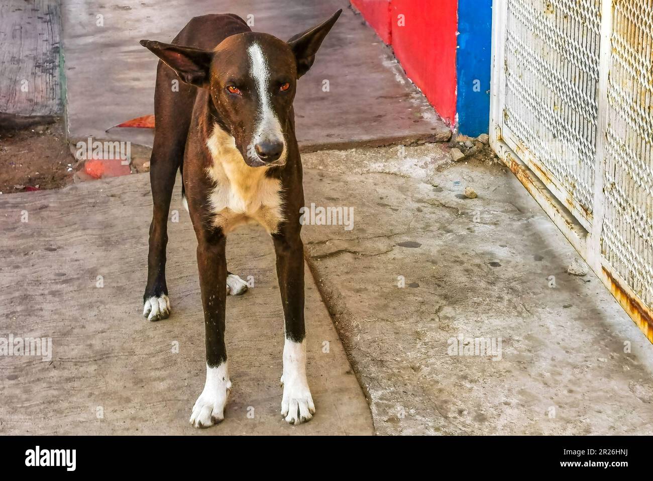 Homeless mexican dog hi-res stock photography and images - Alamy