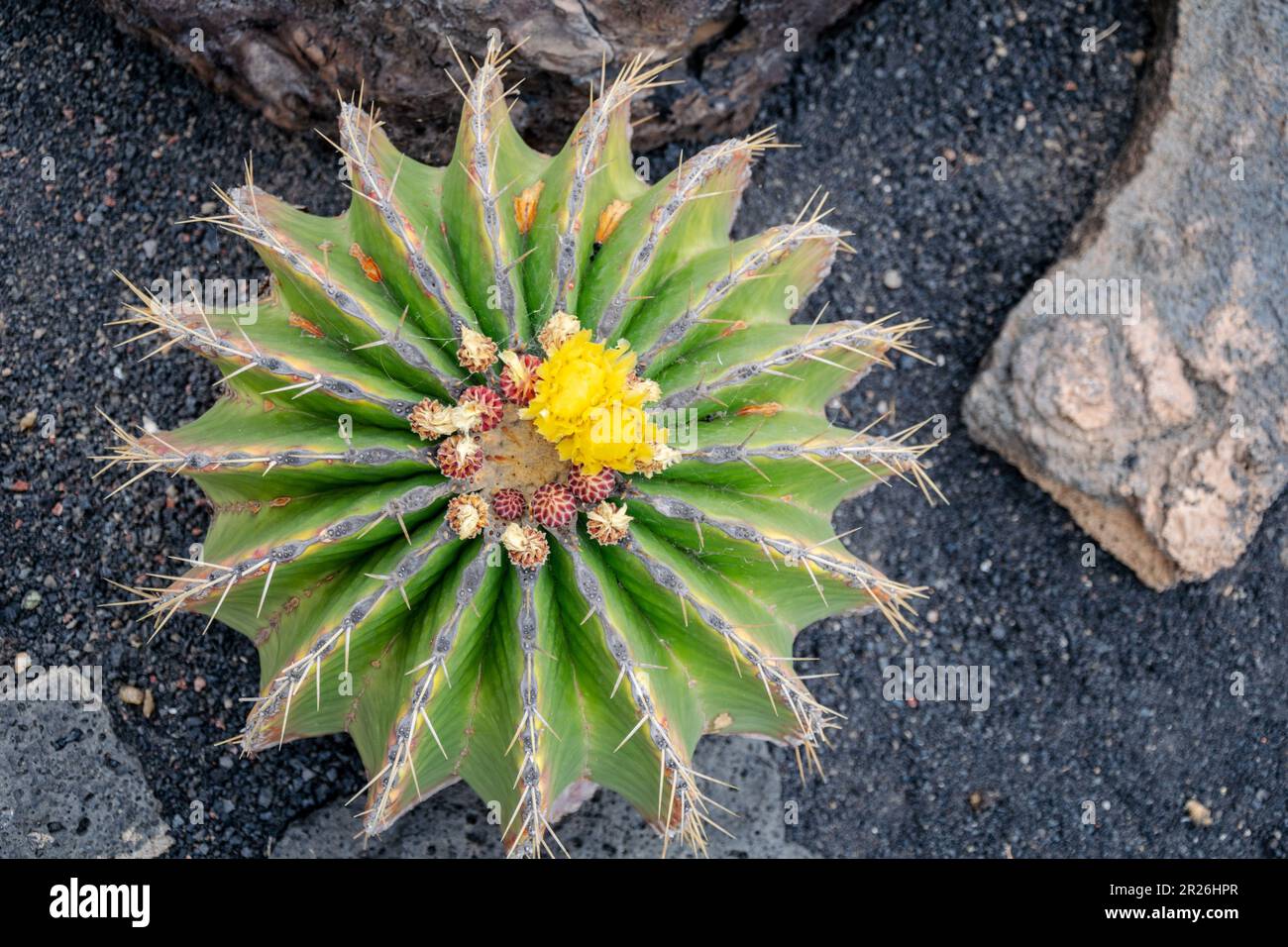 a birds eye view of a green round spiral cactus growing in the fertile ...