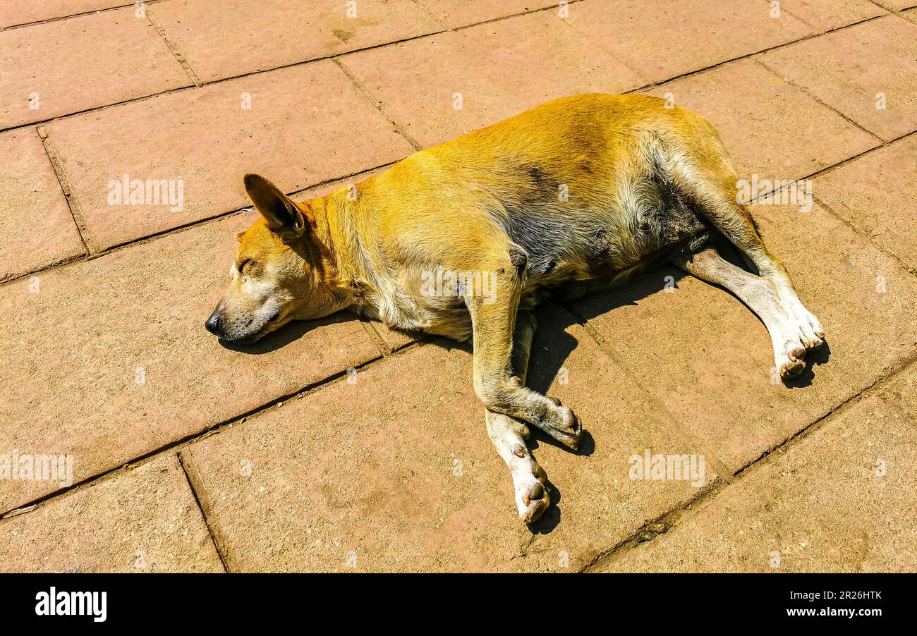 Stray dog pet sleeps and relaxes on the street in Puerto Escondido ...