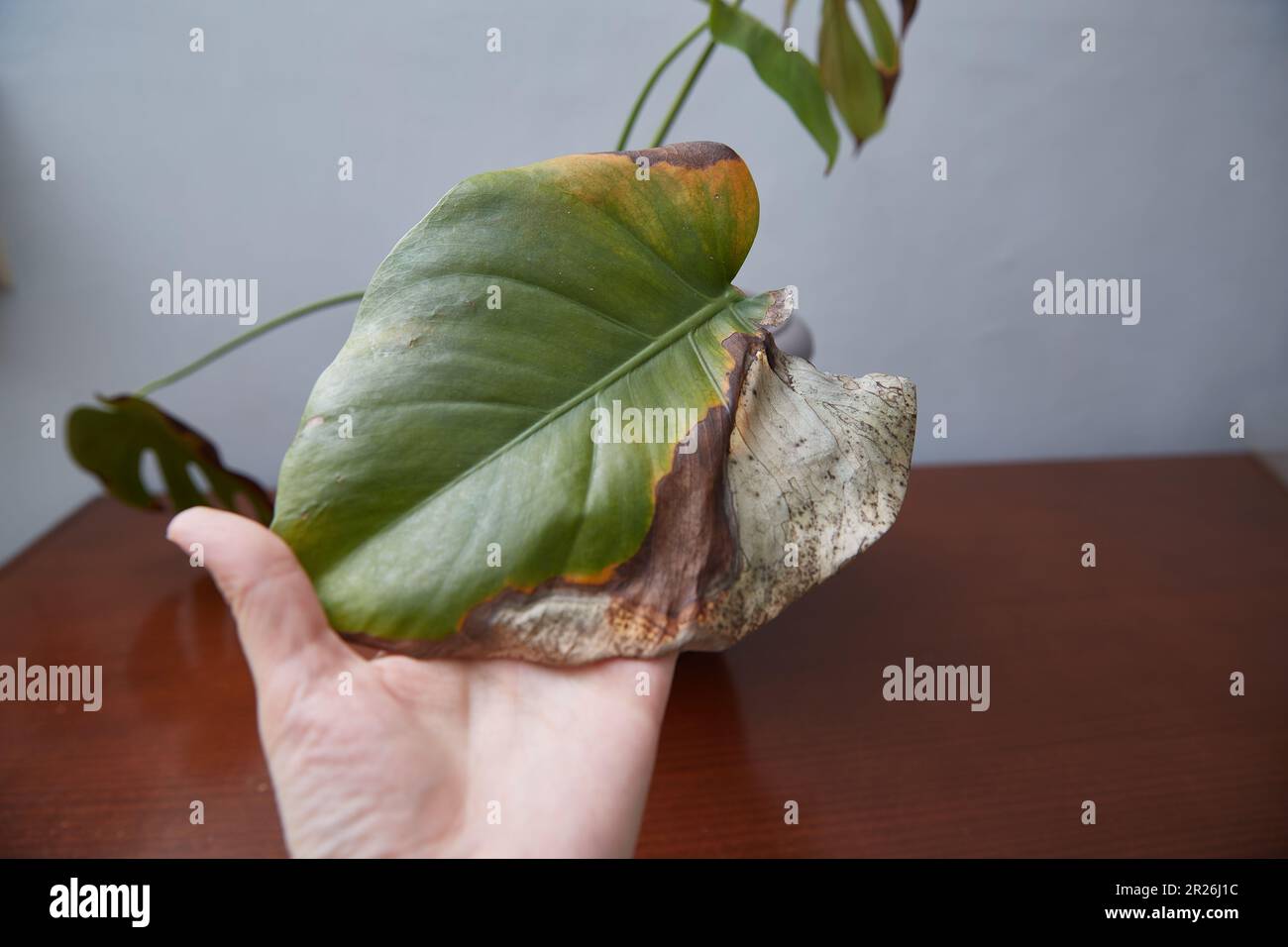 Monstera diseases hi-res stock photography and images - Alamy