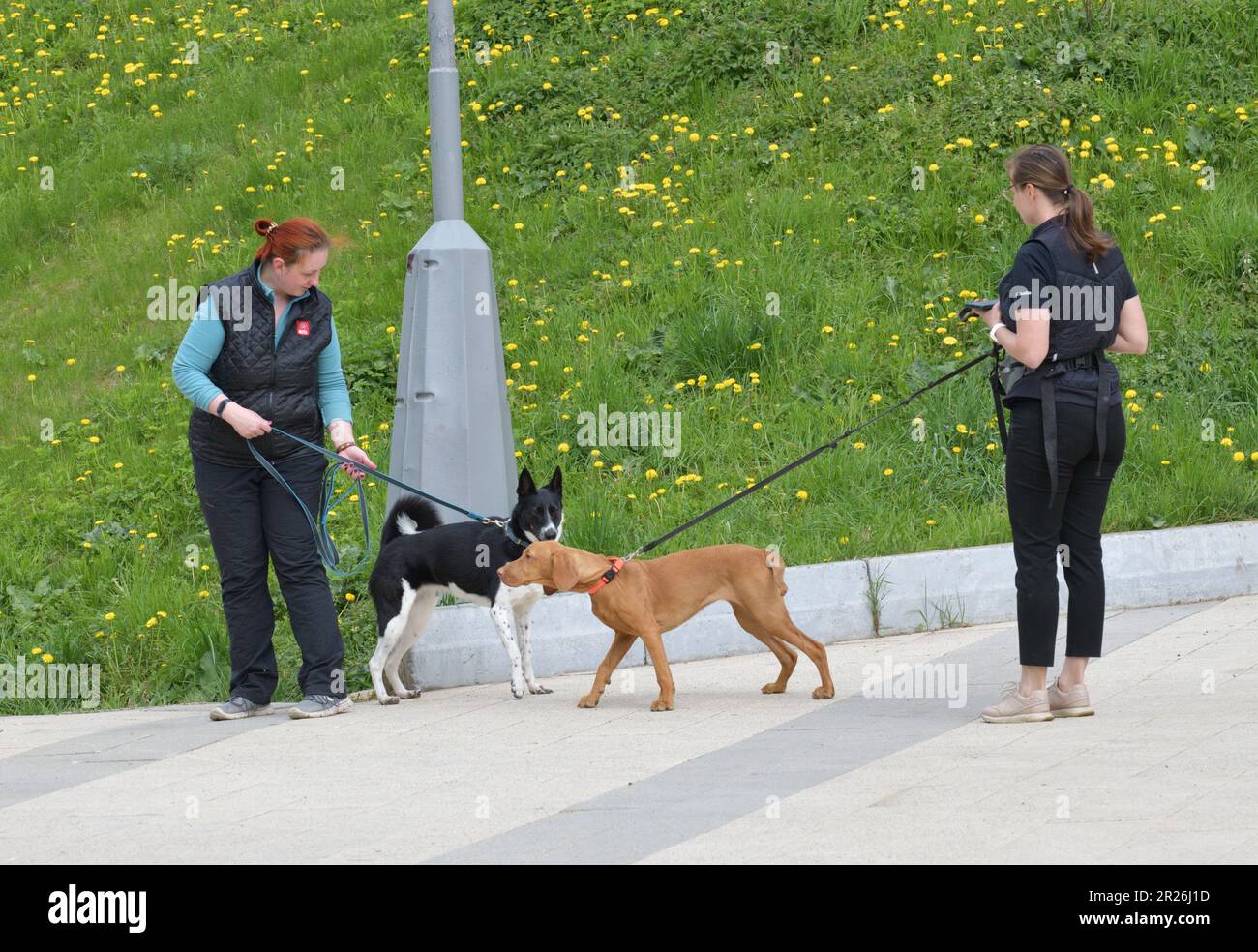 Moscow, Russia - 17 May. 2022. Two dogs met on a walk Stock Photo - Alamy