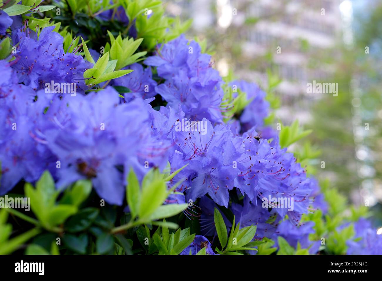 An amazing, low-growing evergreen shrub that blooms with blue flowers ...