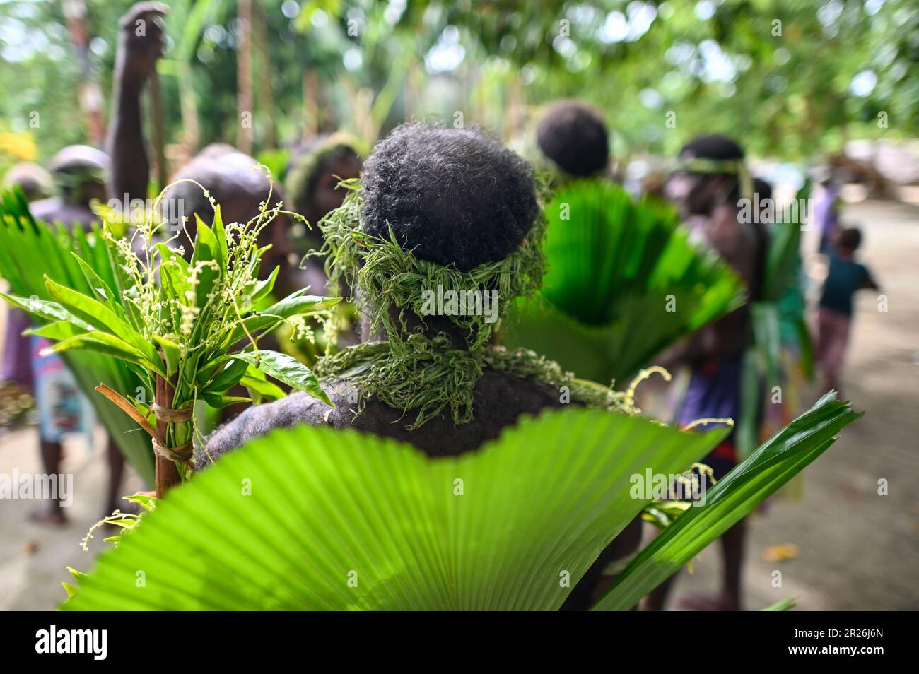The traditional dances of the indigenous people on Utupua Island in the ...