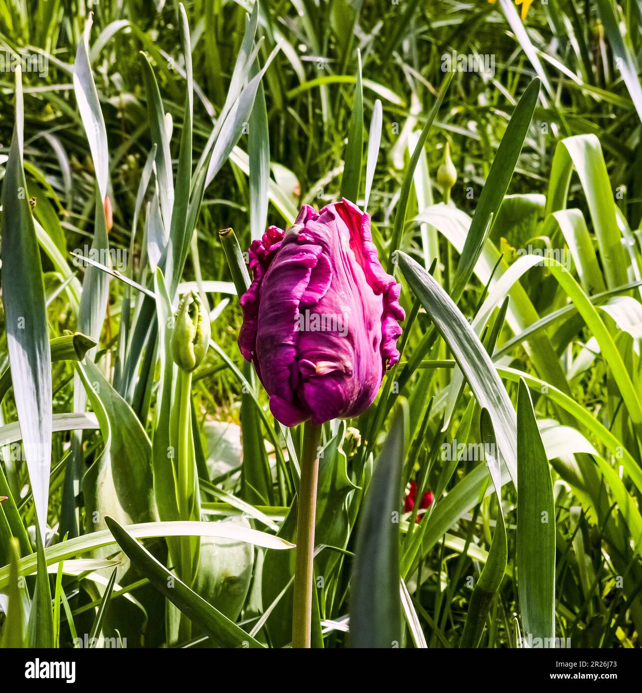 Dark purple tulips of the Parrot Prince variety in the spring park are ...