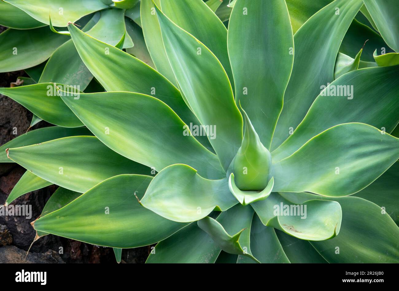 a desktop wallpaper background image of a lime green cactus plant Stock ...