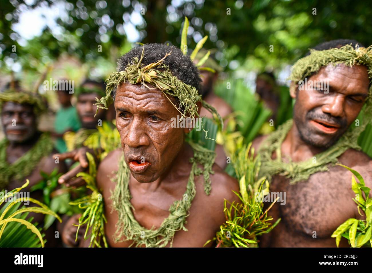 The traditional dances of the indigenous people on Utupua Island in the ...