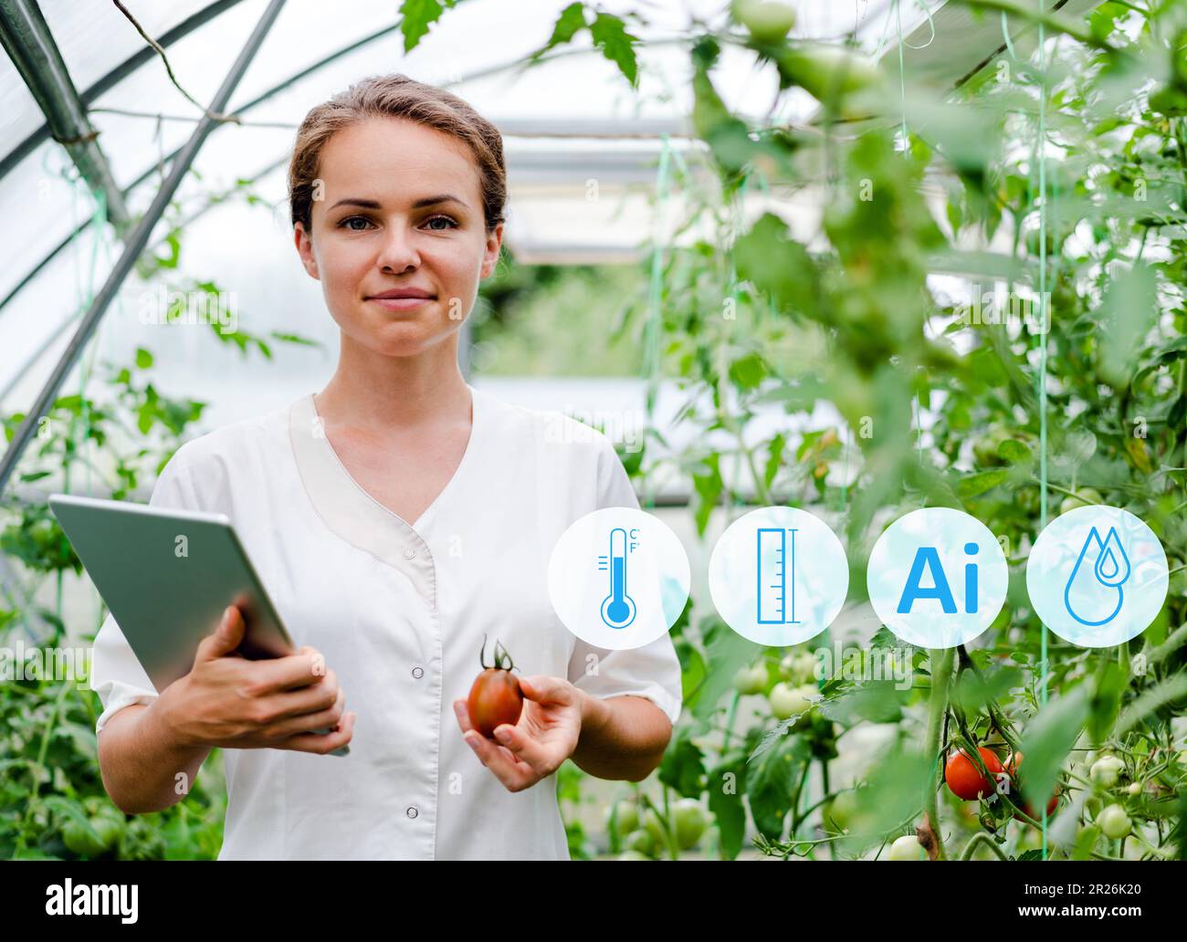 Portrait of agricultural scientist woman in tomatoes greenhouse ...
