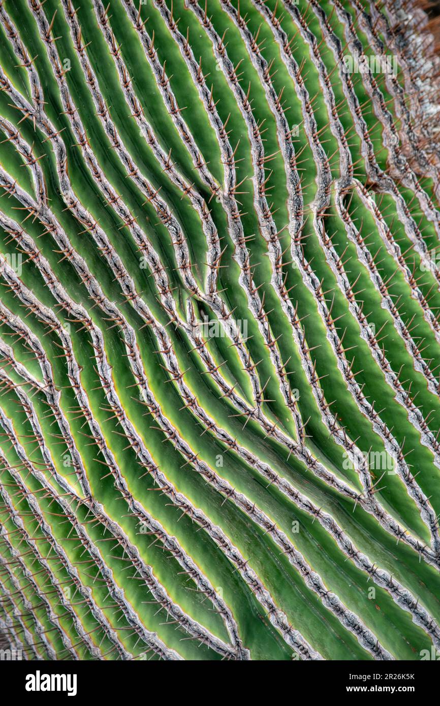 Types of food illustration hi-res stock photography and images - Alamy