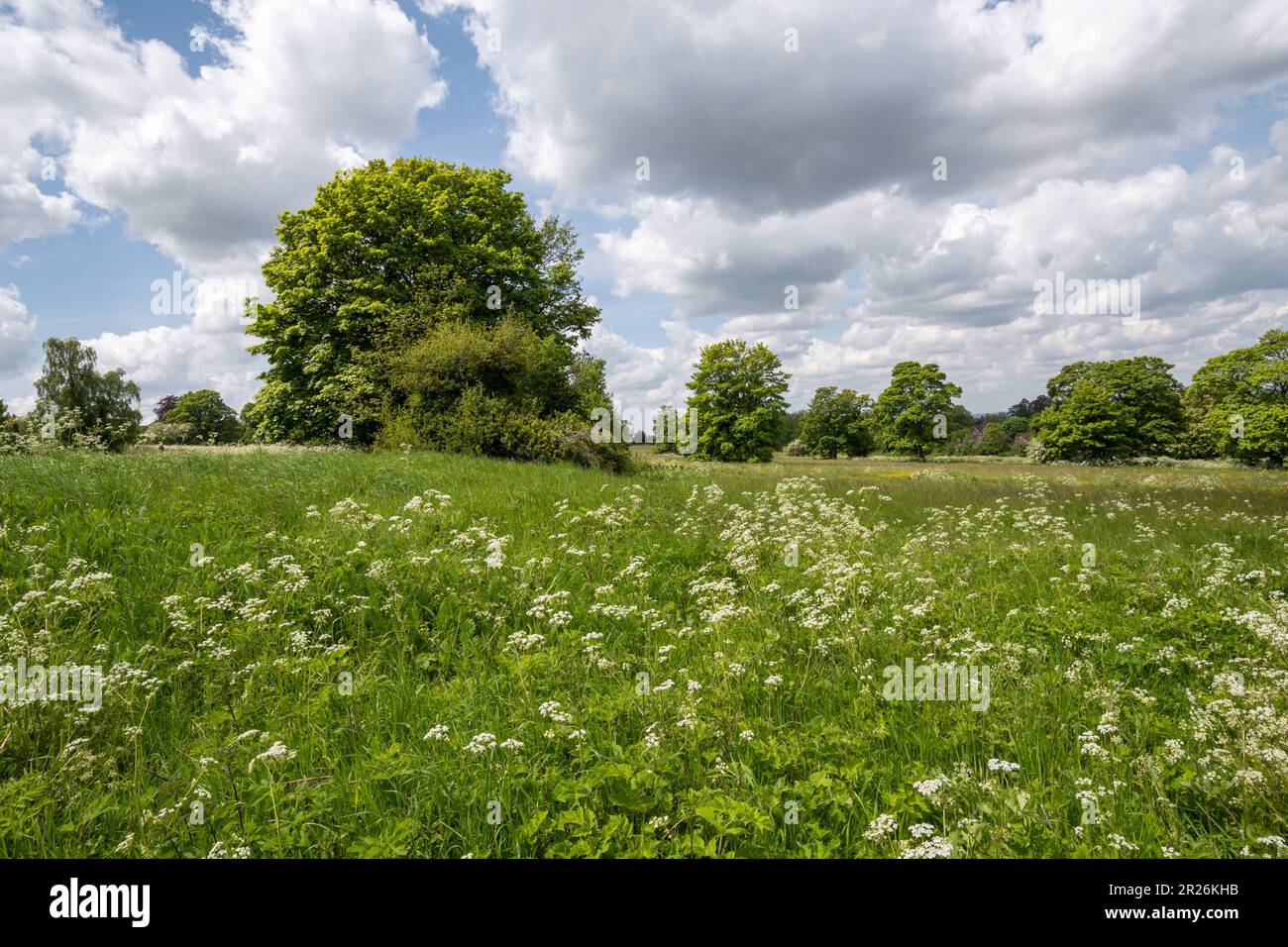 View of Merrow Downs, Guildford, in the Surrey Hills AONB, during May ...
