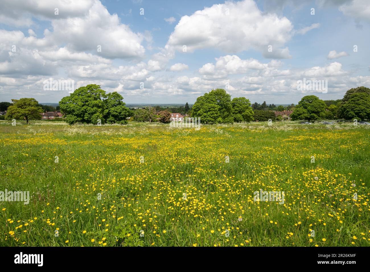 View of Merrow Downs, Guildford, in the Surrey Hills AONB, during May ...