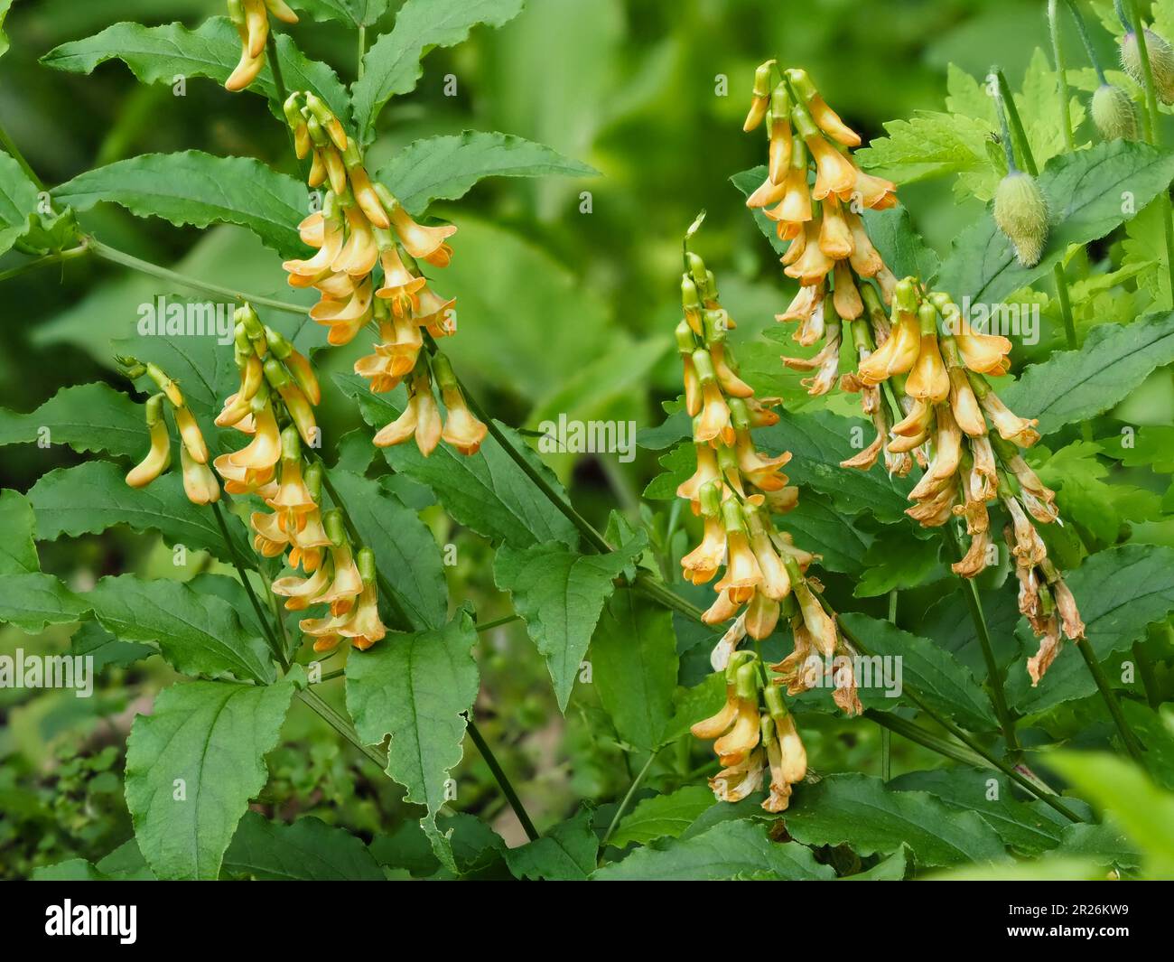 Tangerine, late spring to early summer flower spikes of the golden ...