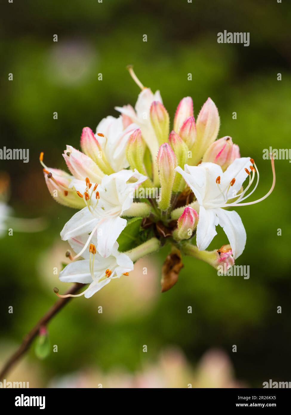 May flowering deciduous azalea, Rhododendron 'Snowbird' at The Garden ...
