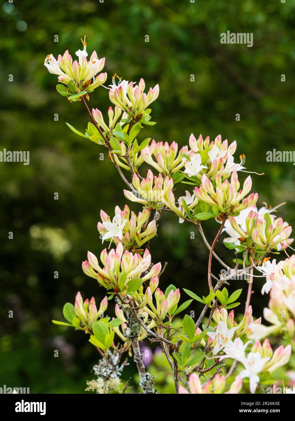 May flowering deciduous azalea, Rhododendron 'Snowbird' at The Garden ...