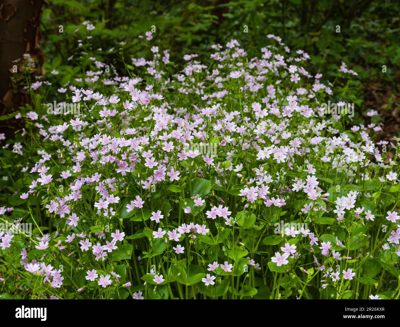 Pink spring to summer flowers and succulent foliage of pink purslane ...
