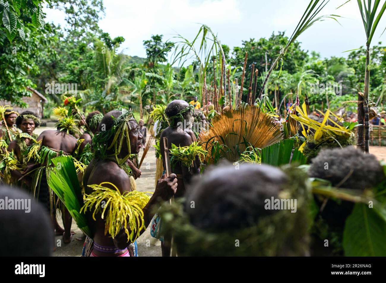 The traditional dances of the indigenous people on Utupua Island in the ...