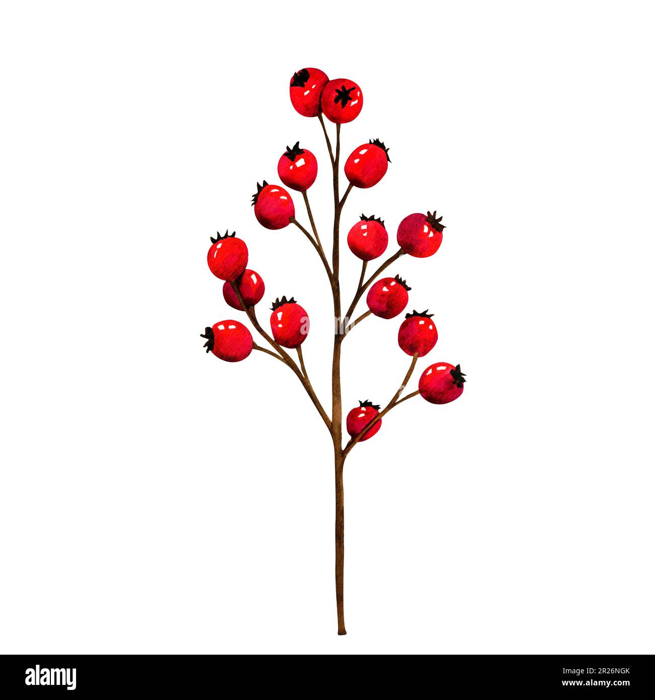 Watercolor illustration of hand painted branch with red berries ...