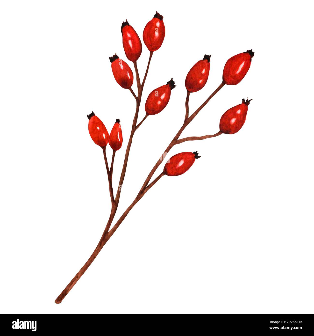 Watercolor illustration of hand painted branch with red berries ...