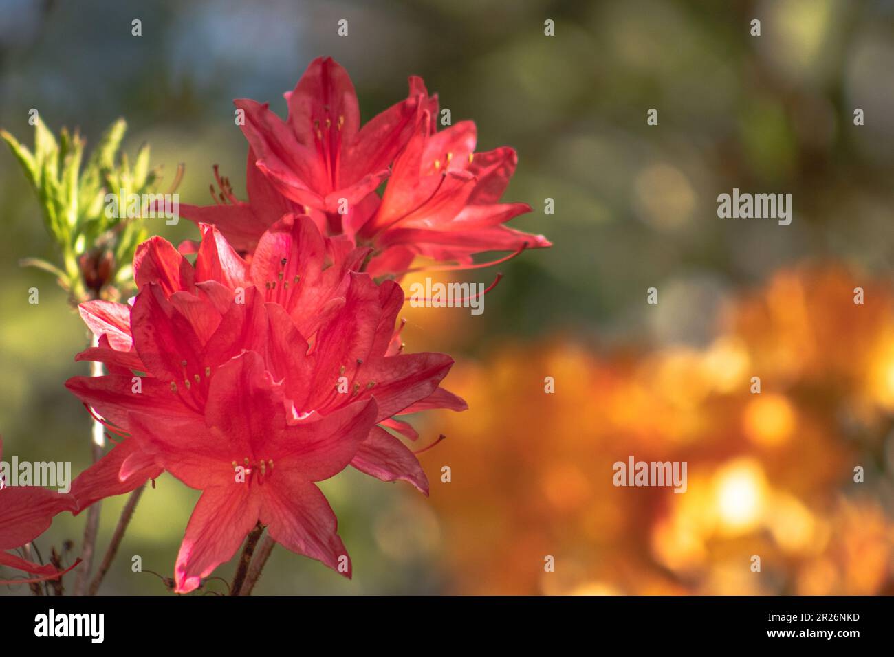 Background image of Azalea flowers in bloom in spring with copyspace ...