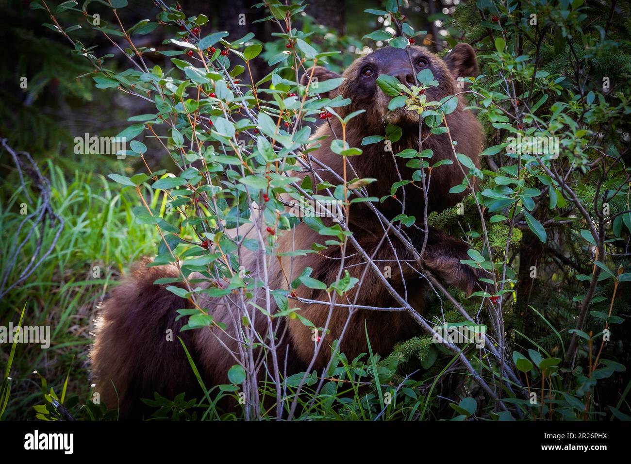 Brown bears in the forest of Banff National park - State of Alberta ...