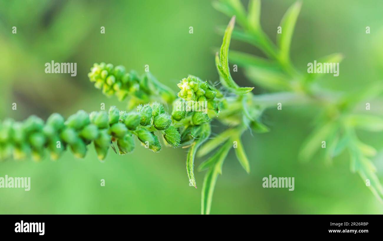 Ragweed bushes. Ambrosia artemisiifolia dangerous allergy-causing plant ...
