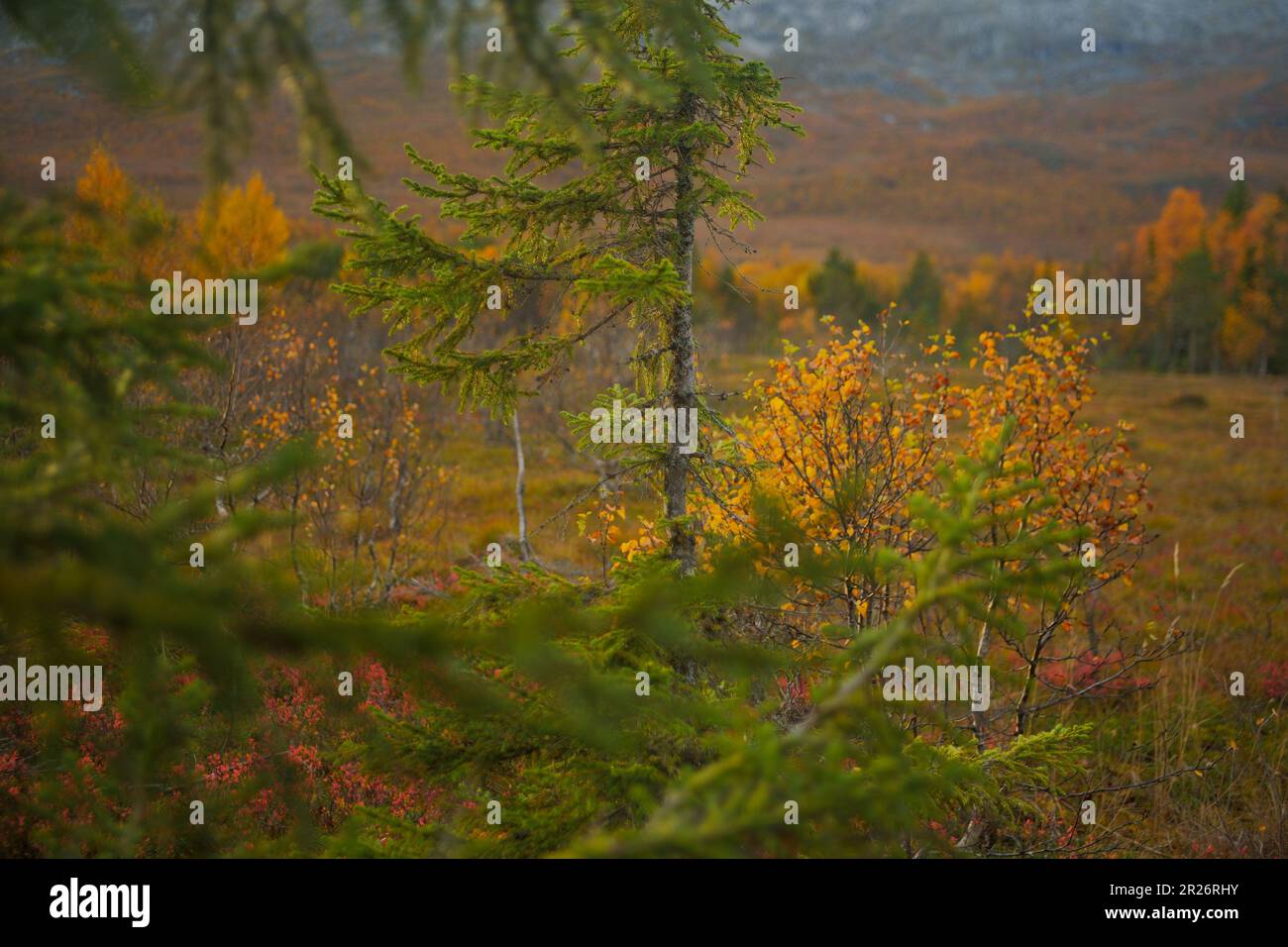 autumn colors woodland landscape in arctic northern scandinavia Stock ...