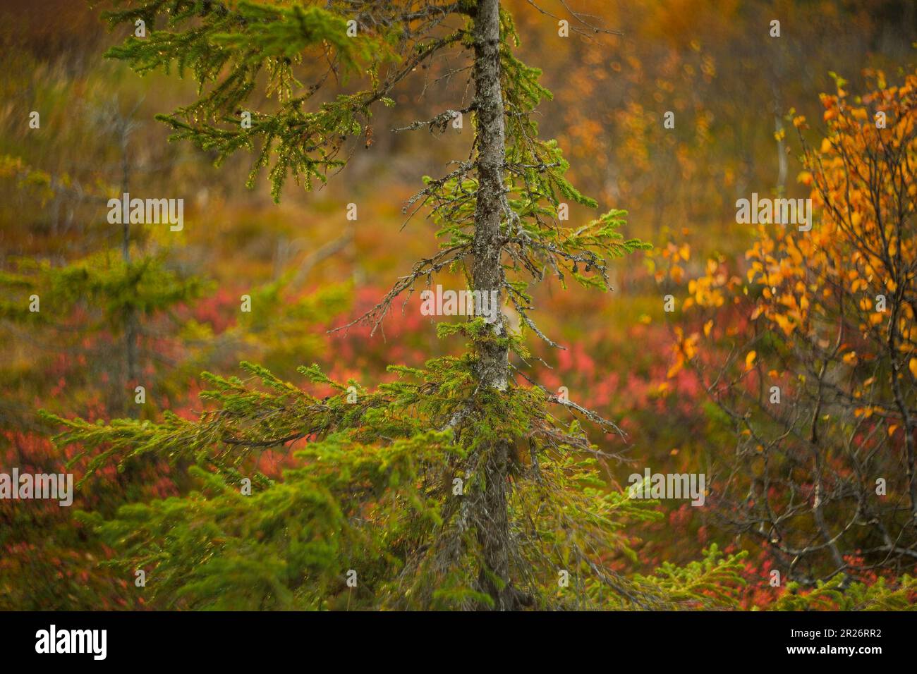 autumn colors woodland landscape in arctic northern scandinavia Stock ...