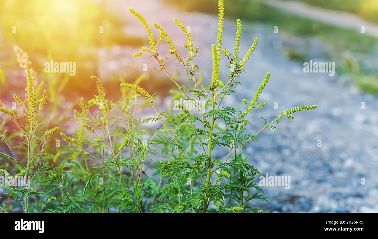 Ragweed bushes. Ambrosia artemisiifolia dangerous allergy-causing plant ...