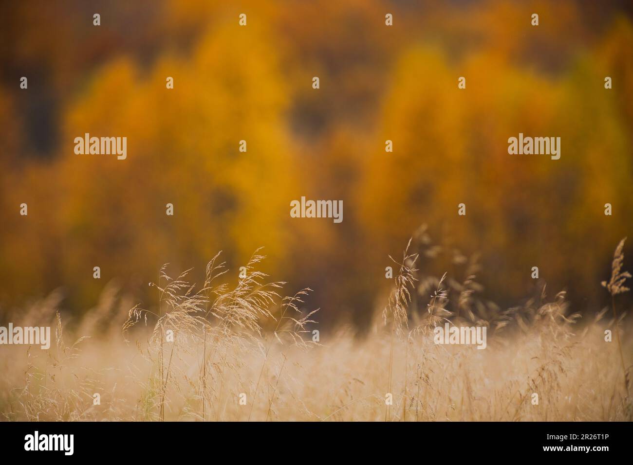 autumn colors grass and woodland landscape in arctic northern ...