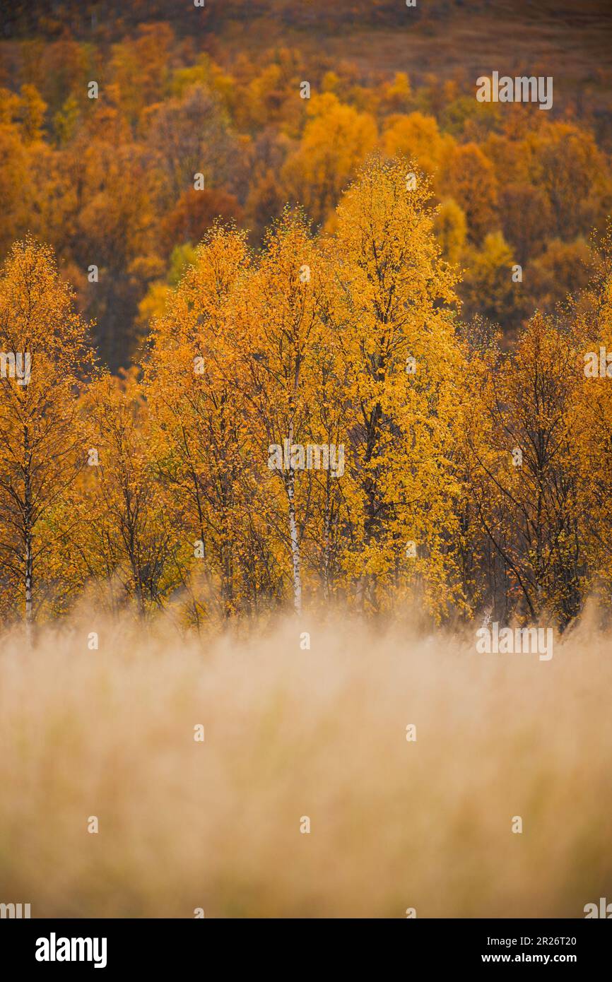 autumn colors grass and woodland landscape in arctic northern ...