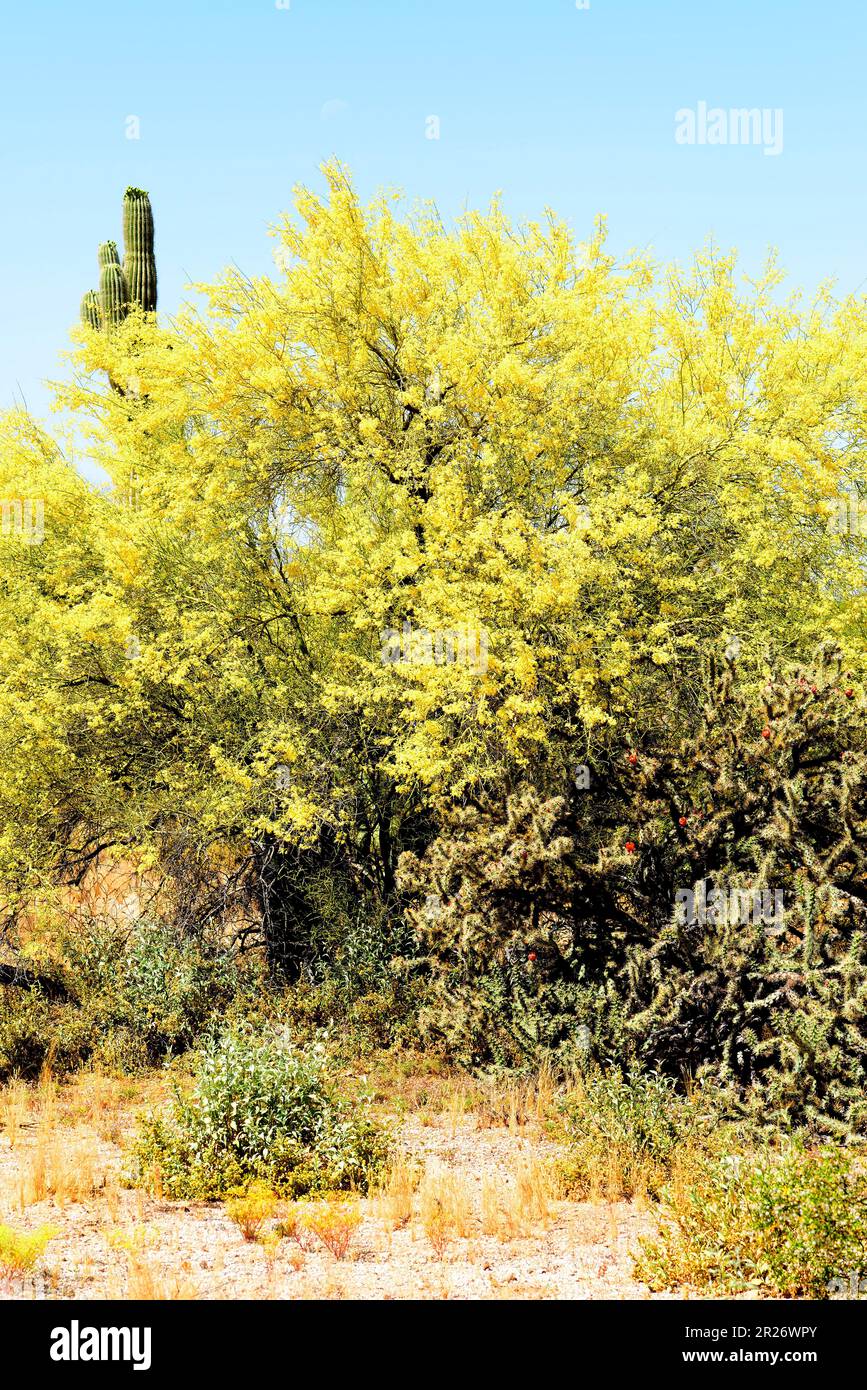 Palo Verde tree Sonora desert spring and in yellow blossom Stock Photo ...