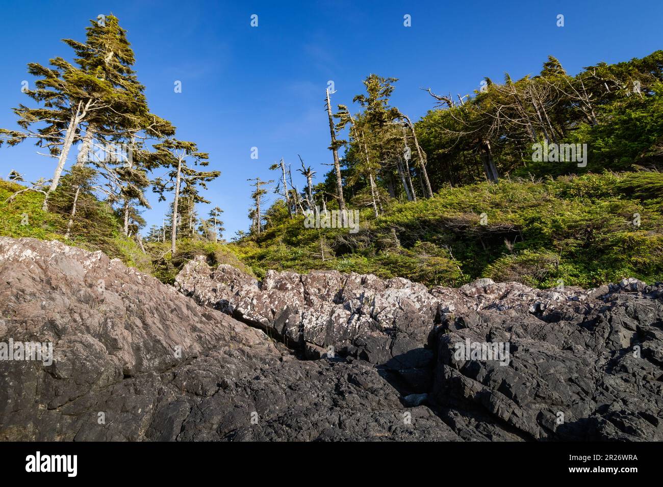 Pine forest, shot from below a rocky cliff. a blue sky as a background ...
