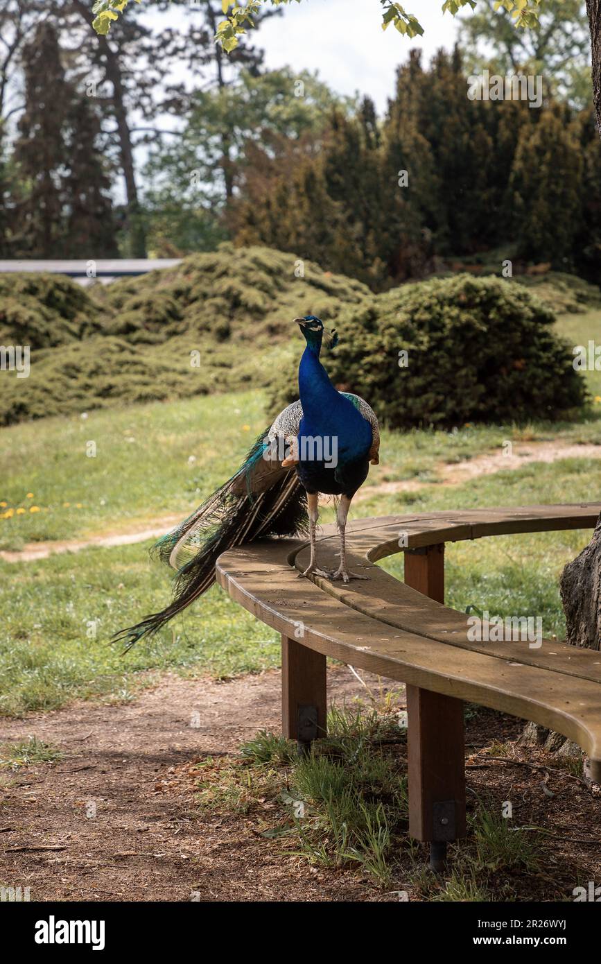 Peacock at park hi-res stock photography and images - Alamy
