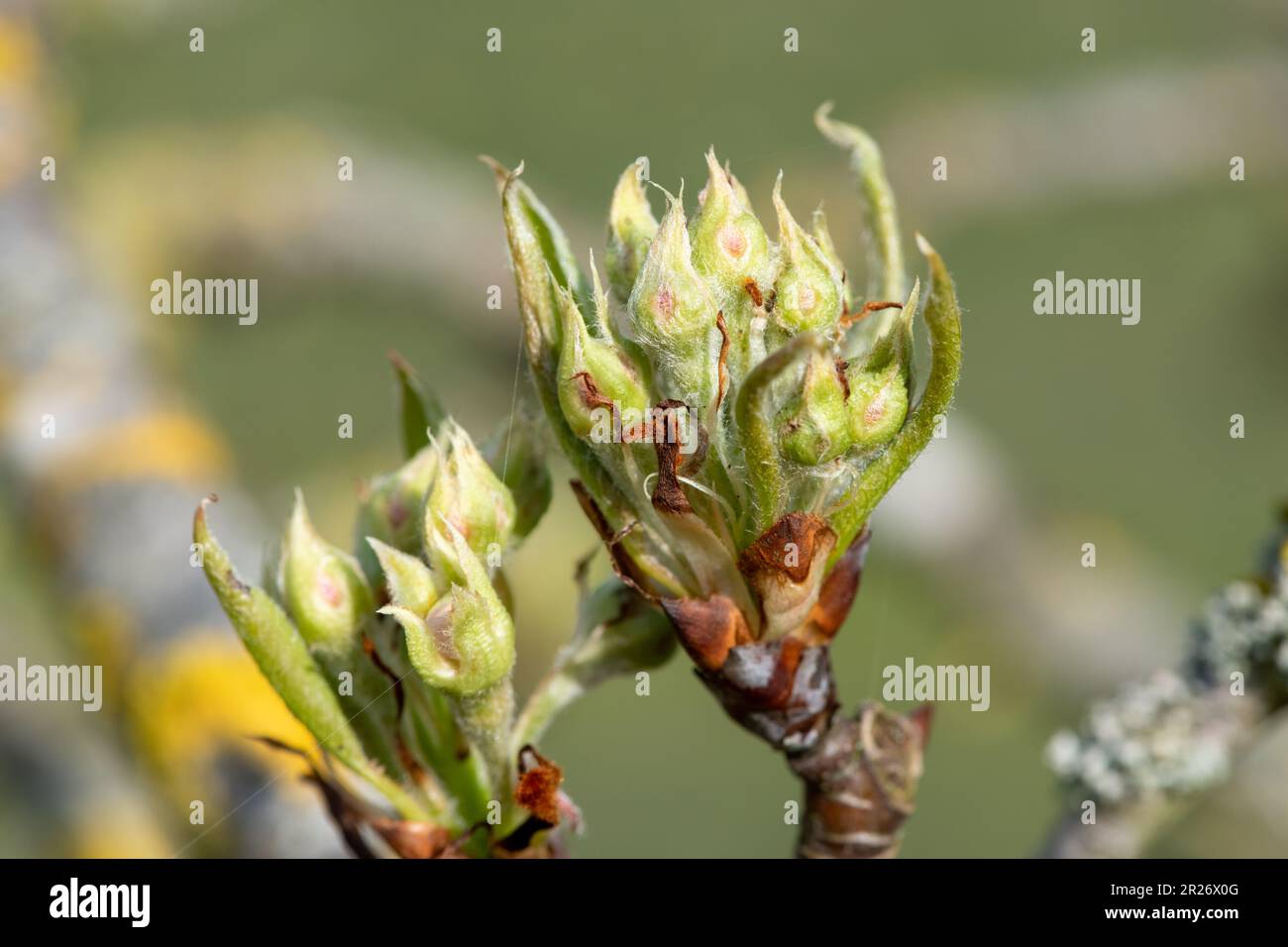 Close up of fruit buds at the green cluster growth stage on a ...