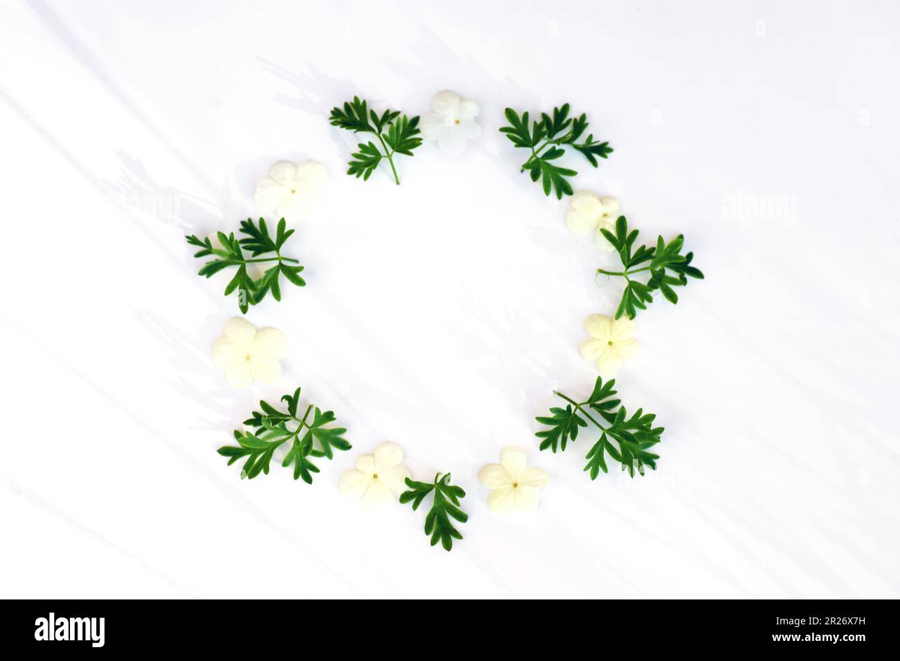 Ruta graveolens, Round frame with flower viburnum and green leaves L ...