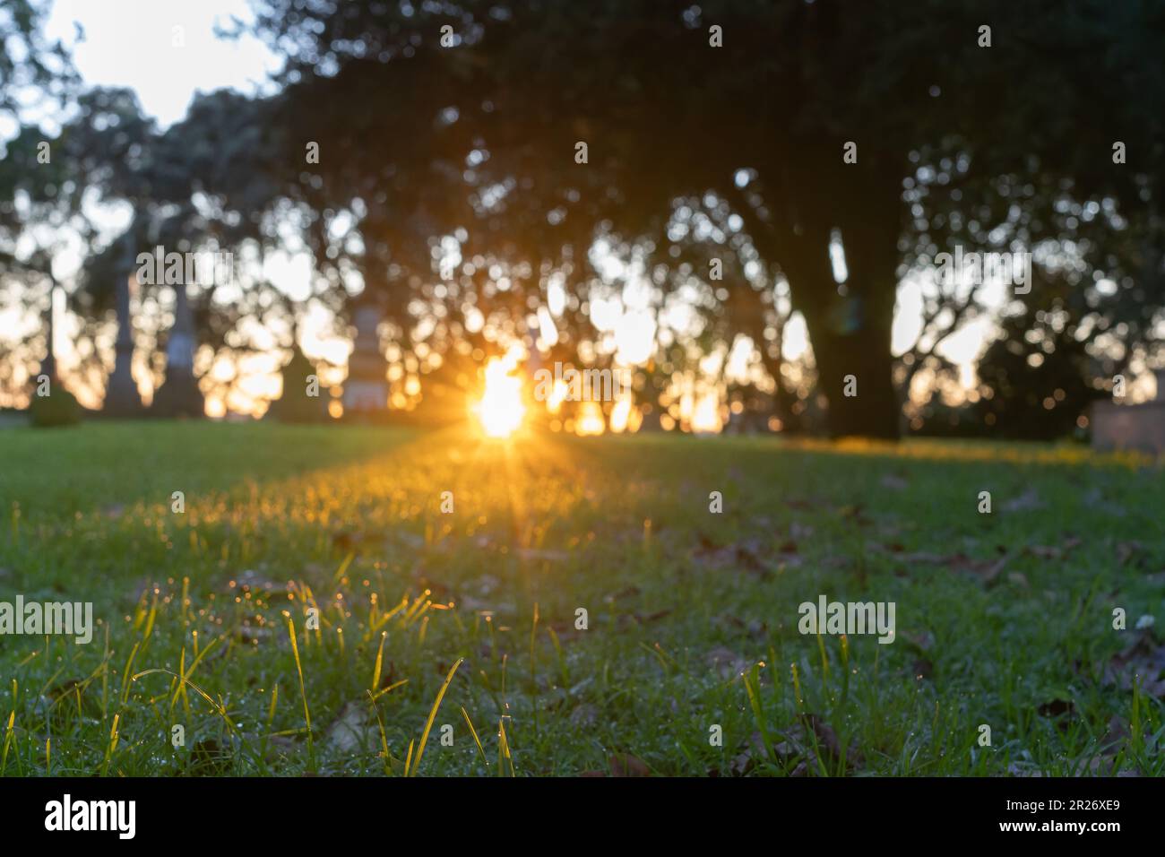 Selective focus on foreground star-burst from rising sun through trees ...