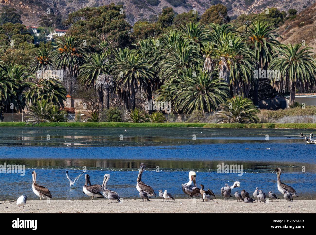 Pelicans and seagulls in restoration area of Malibu Lagoon State Beach ...