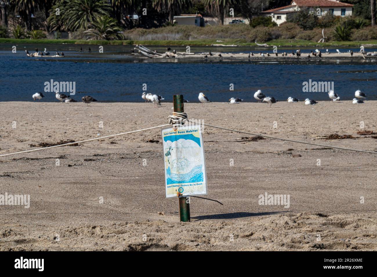 Pelicans and seagulls in restoration area of Malibu Lagoon State Beach ...
