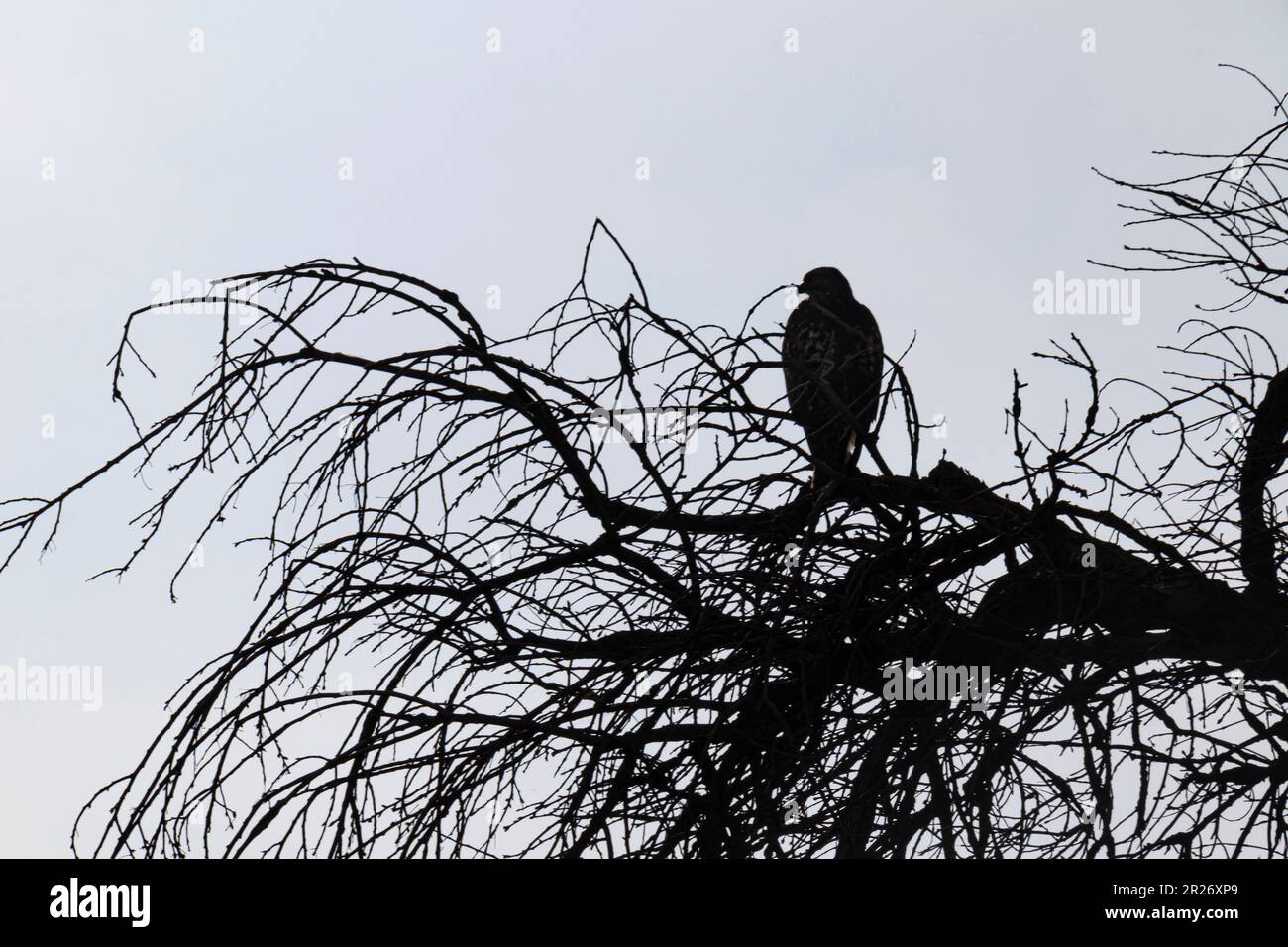 Red-tailed hawk, Sepulveda Basin Recreation Area, San Fernando Valley ...