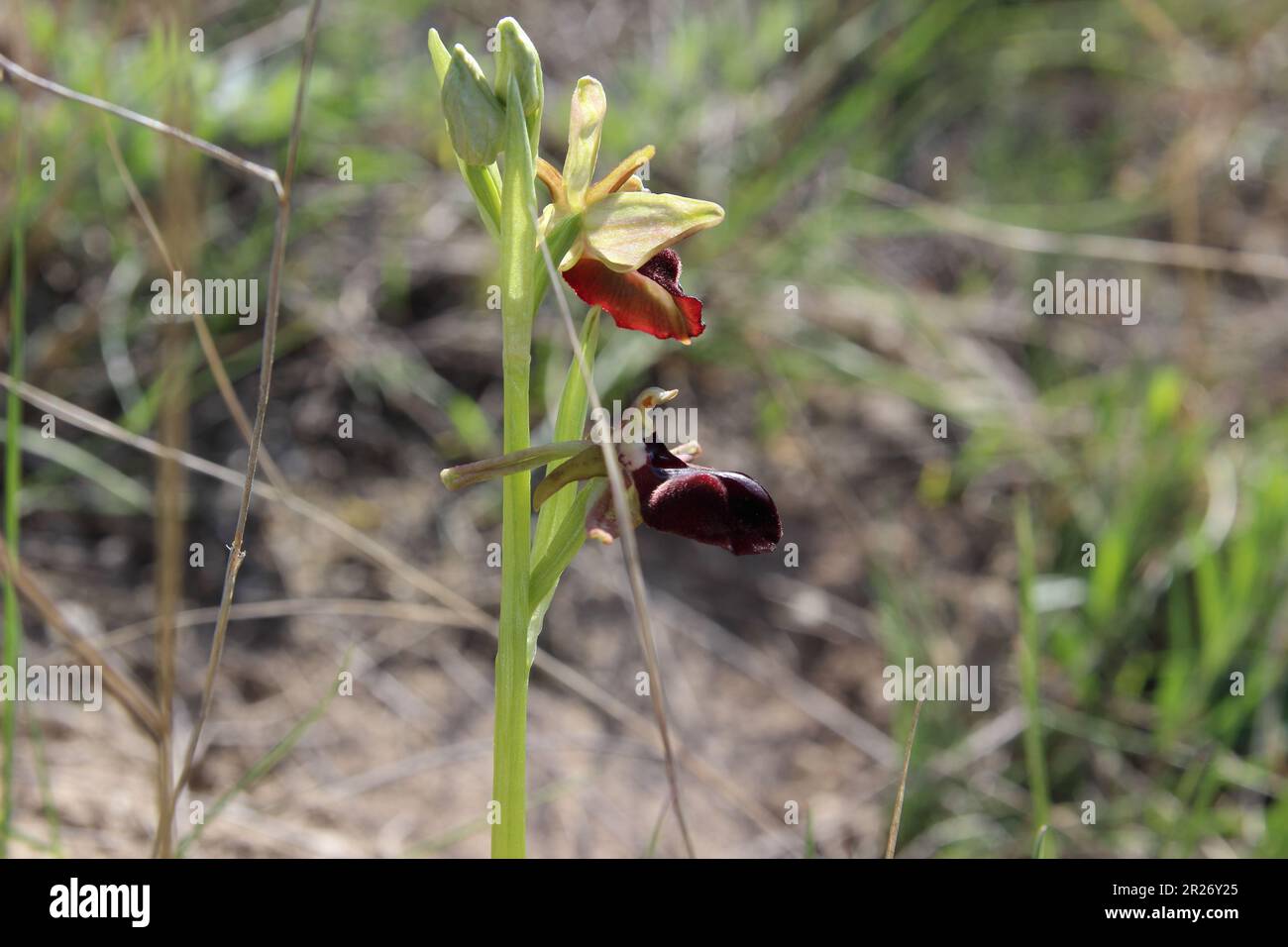 Ophrys caucasica is a flowering plant endemic to the Caucasus ...