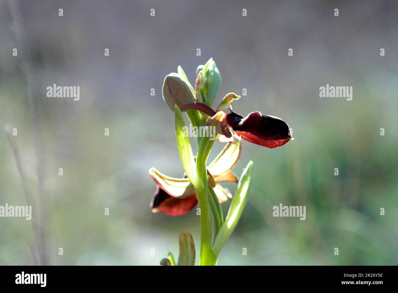 Ophrys caucasica is a flowering plant endemic to the Caucasus ...