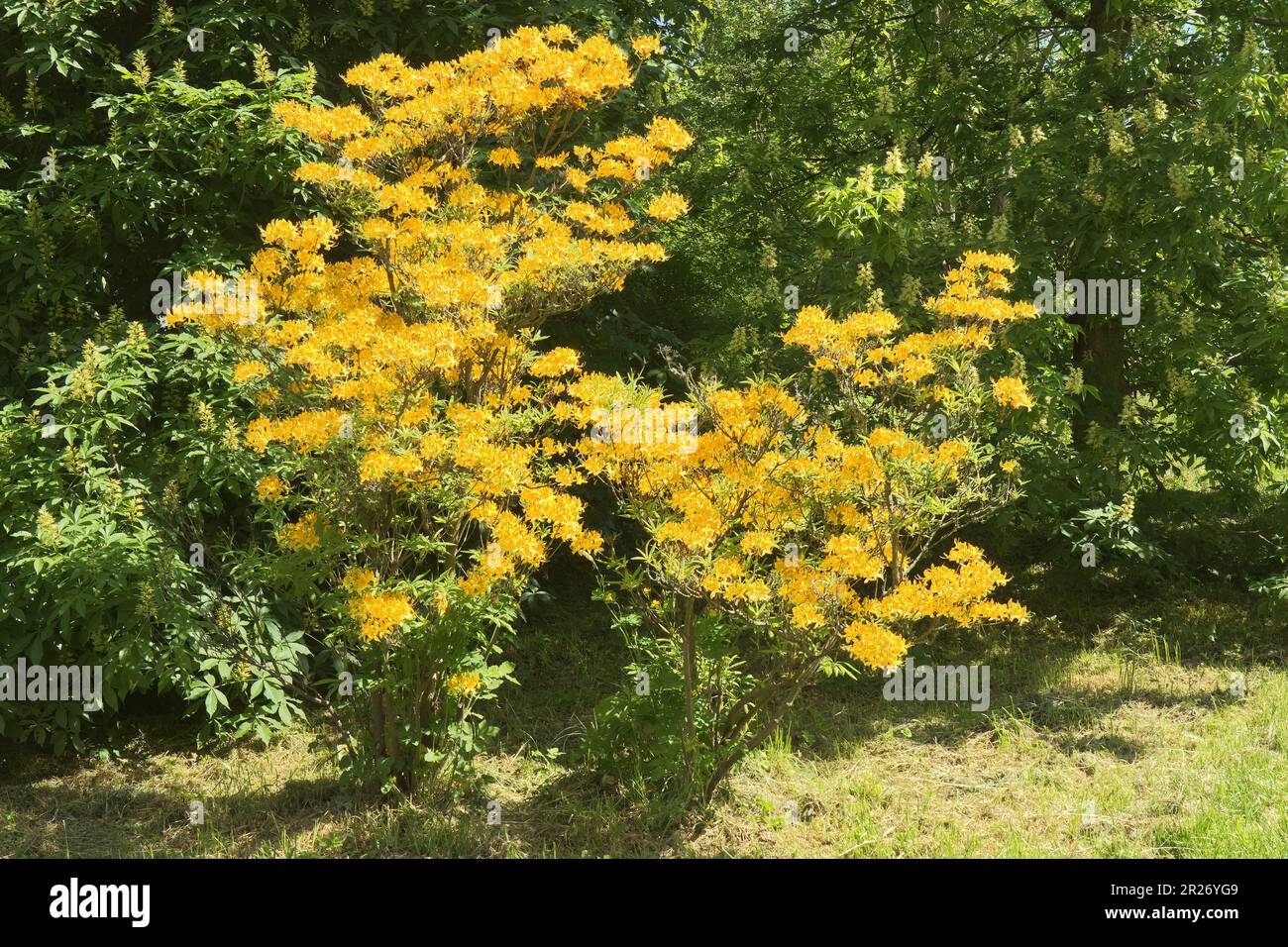 Rhododendron luteum, the yellow azalea or honeysuckle azalea in the ...