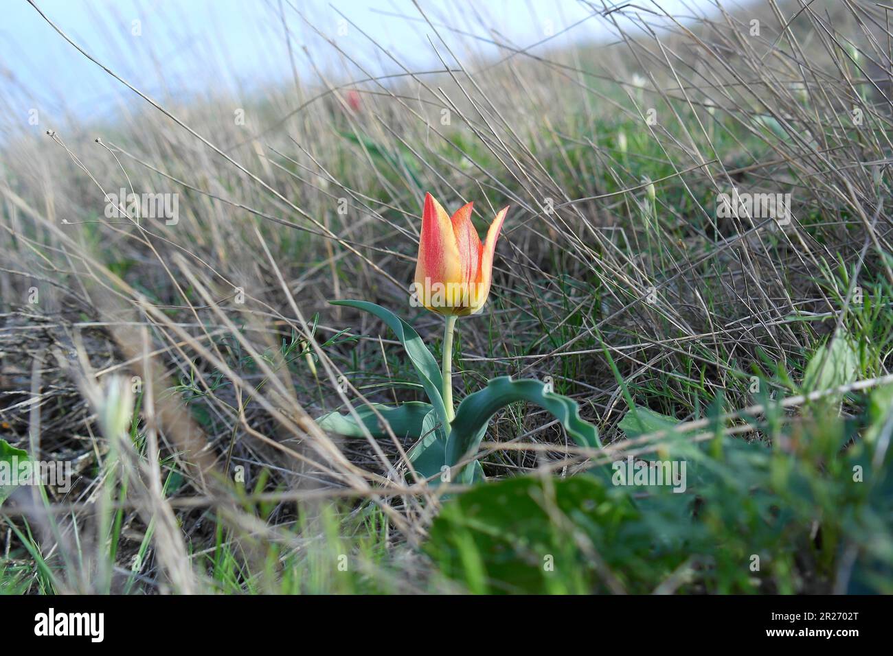 Tulipa undulatifolia. It is a bulbous geophyte and grows primarily in ...