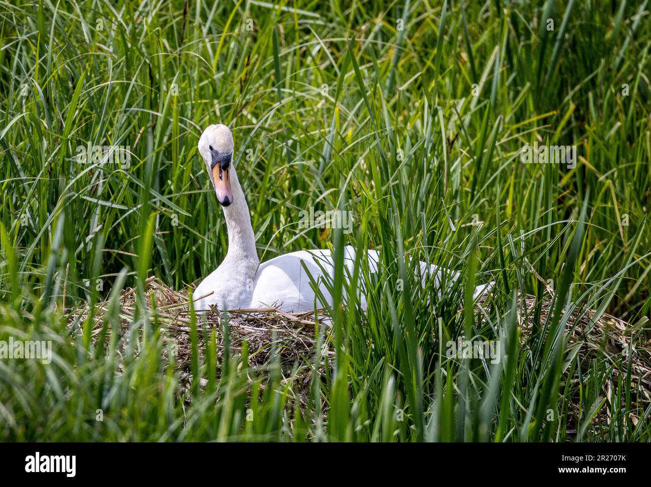 Close up of a Mute Swan on nest amidst grasses looking towards camera ...