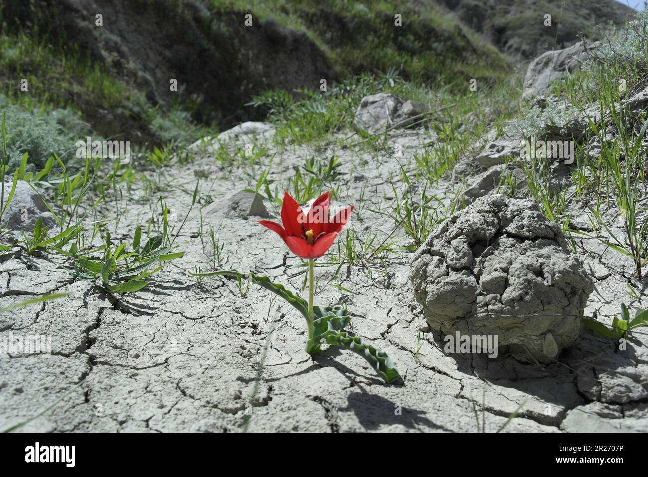 Tulipa undulatifolia. It is a bulbous geophyte and grows primarily in ...