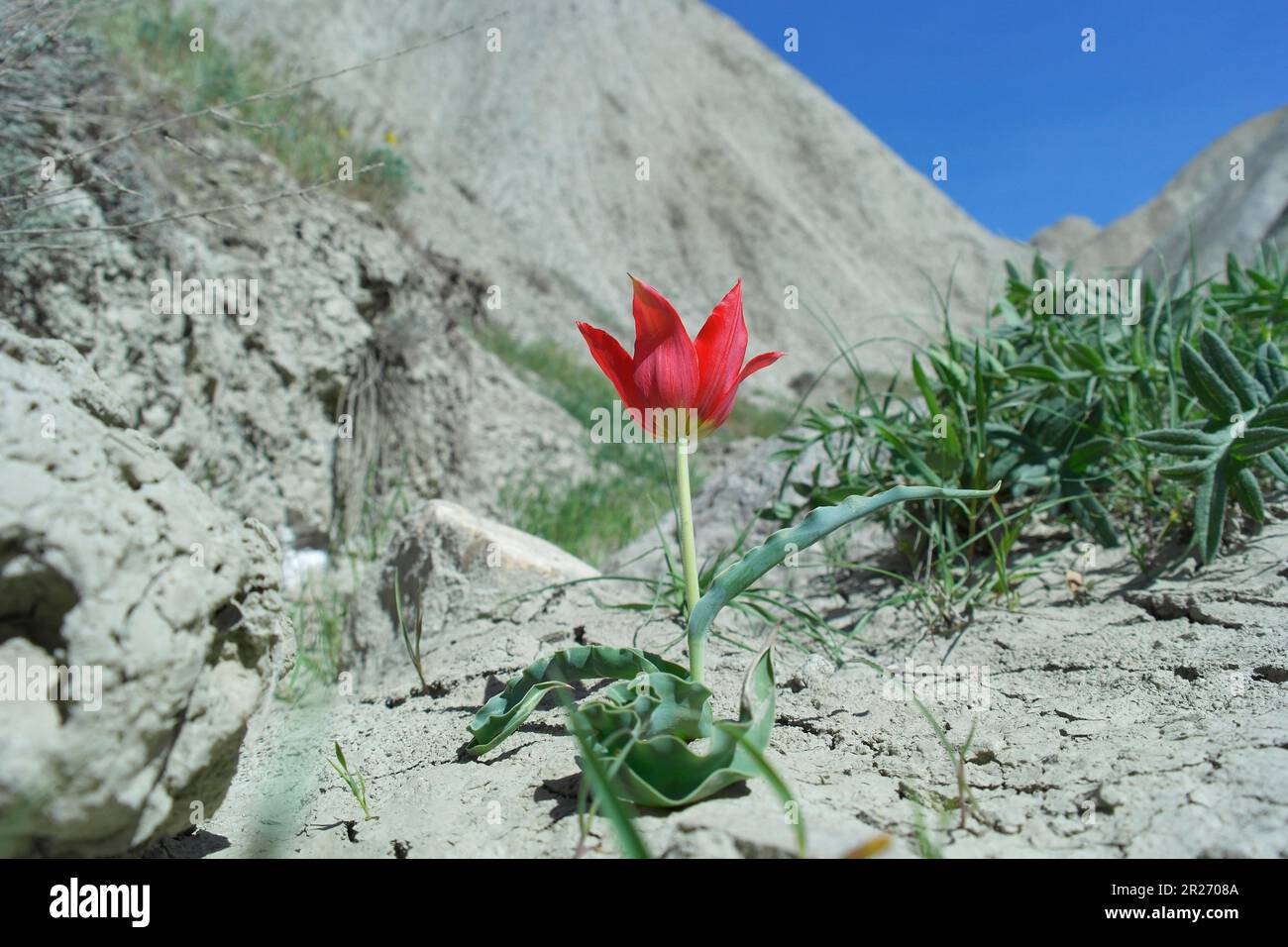 Tulipa undulatifolia. It is a bulbous geophyte and grows primarily in ...