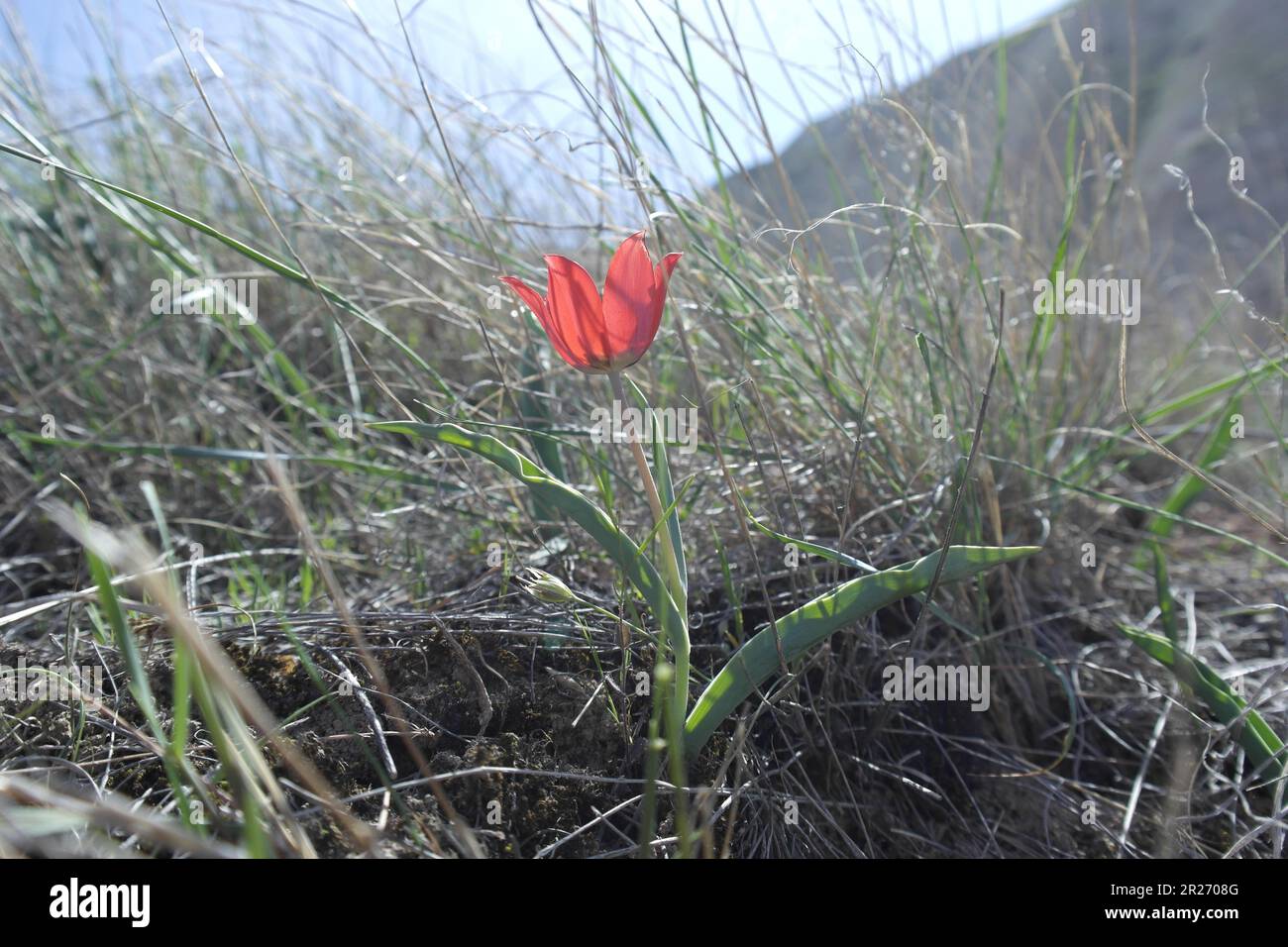 Tulipa undulatifolia. It is a bulbous geophyte and grows primarily in ...