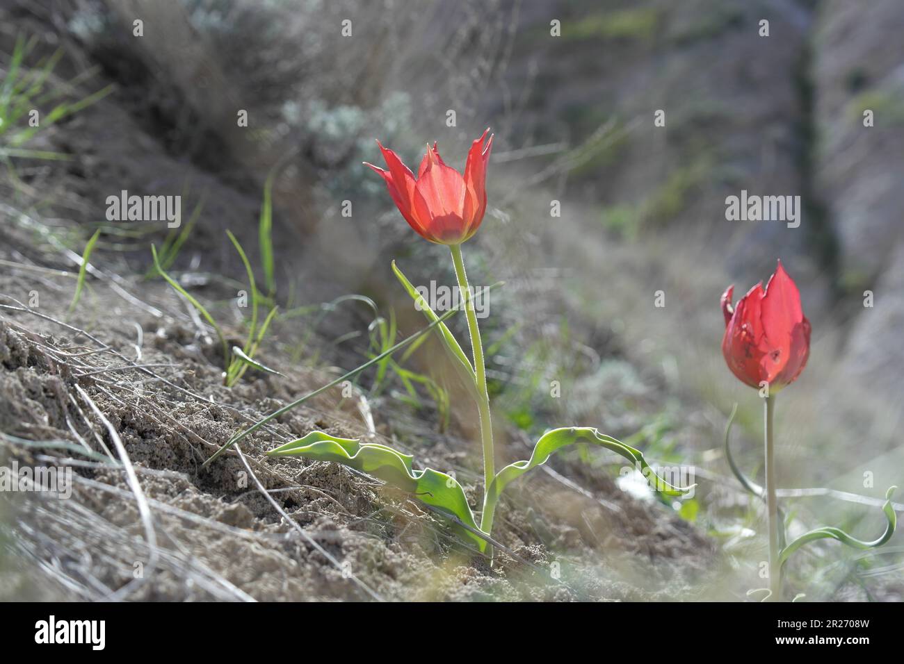 Tulipa undulatifolia. It is a bulbous geophyte and grows primarily in ...