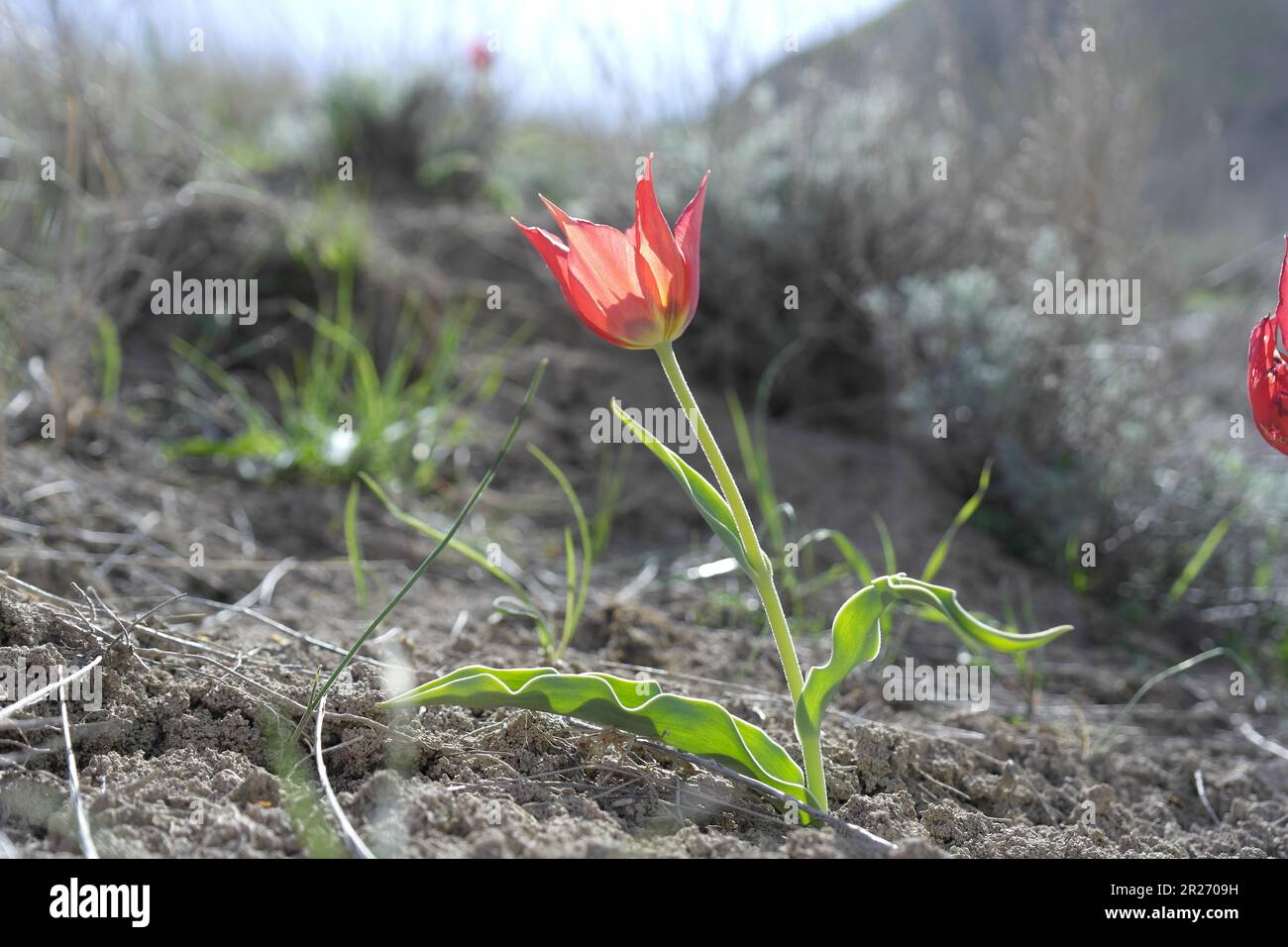 Tulipa undulatifolia. It is a bulbous geophyte and grows primarily in ...