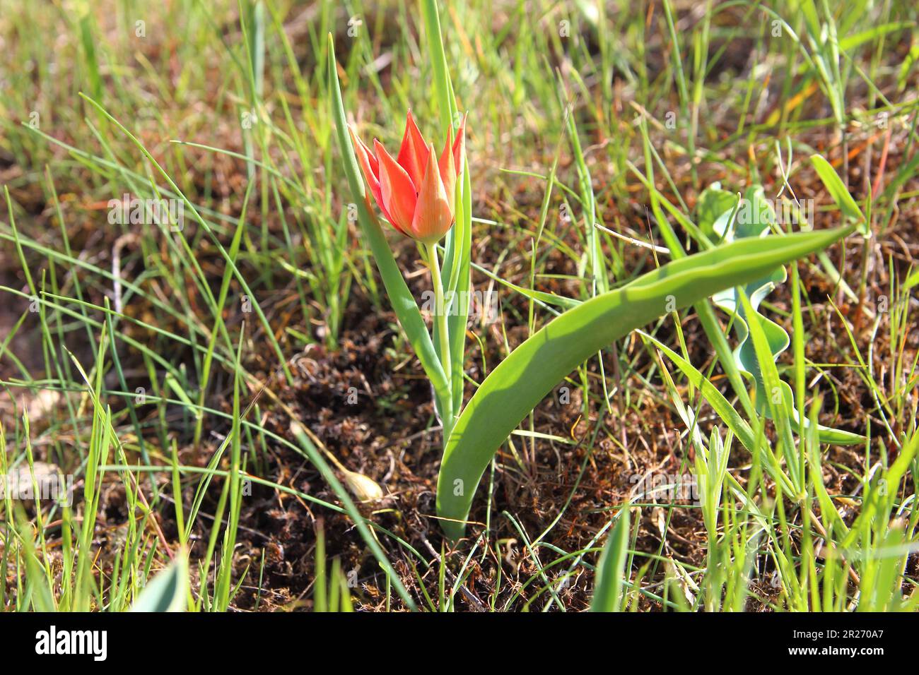 Tulipa undulatafolia eichleri grp hi-res stock photography and images ...